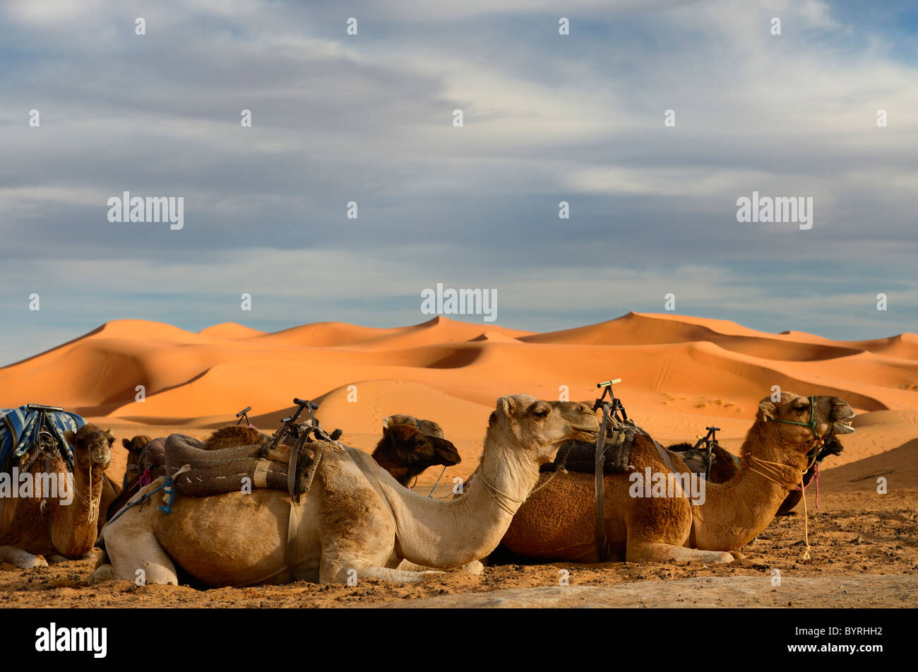 Arabian camel harness hi-res stock photography and images - Alamy