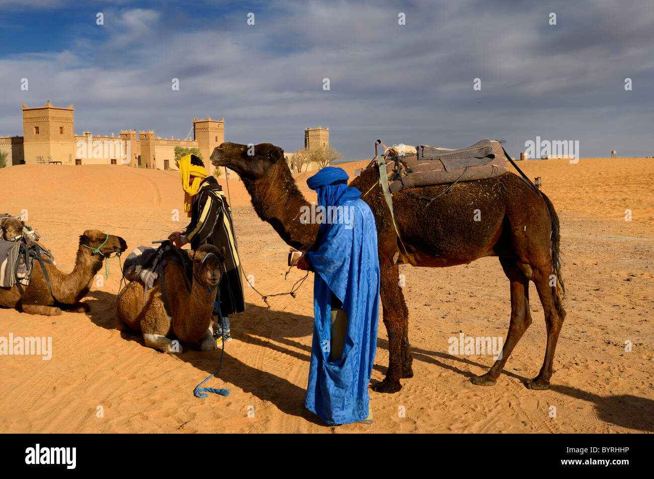 Berber camels hi-res stock photography and images - Alamy
