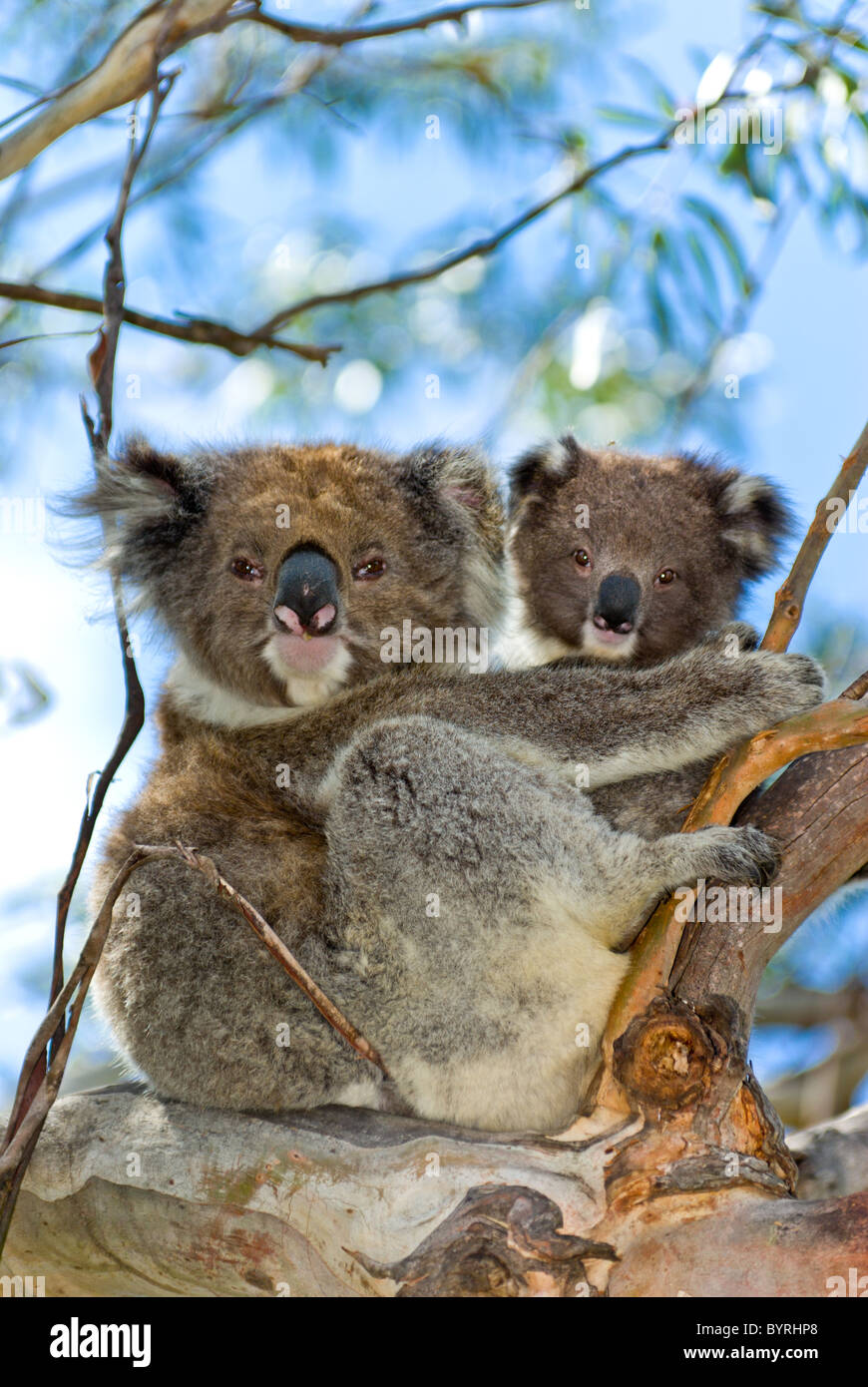 Mother koala and baby hi-res stock photography and images - Alamy