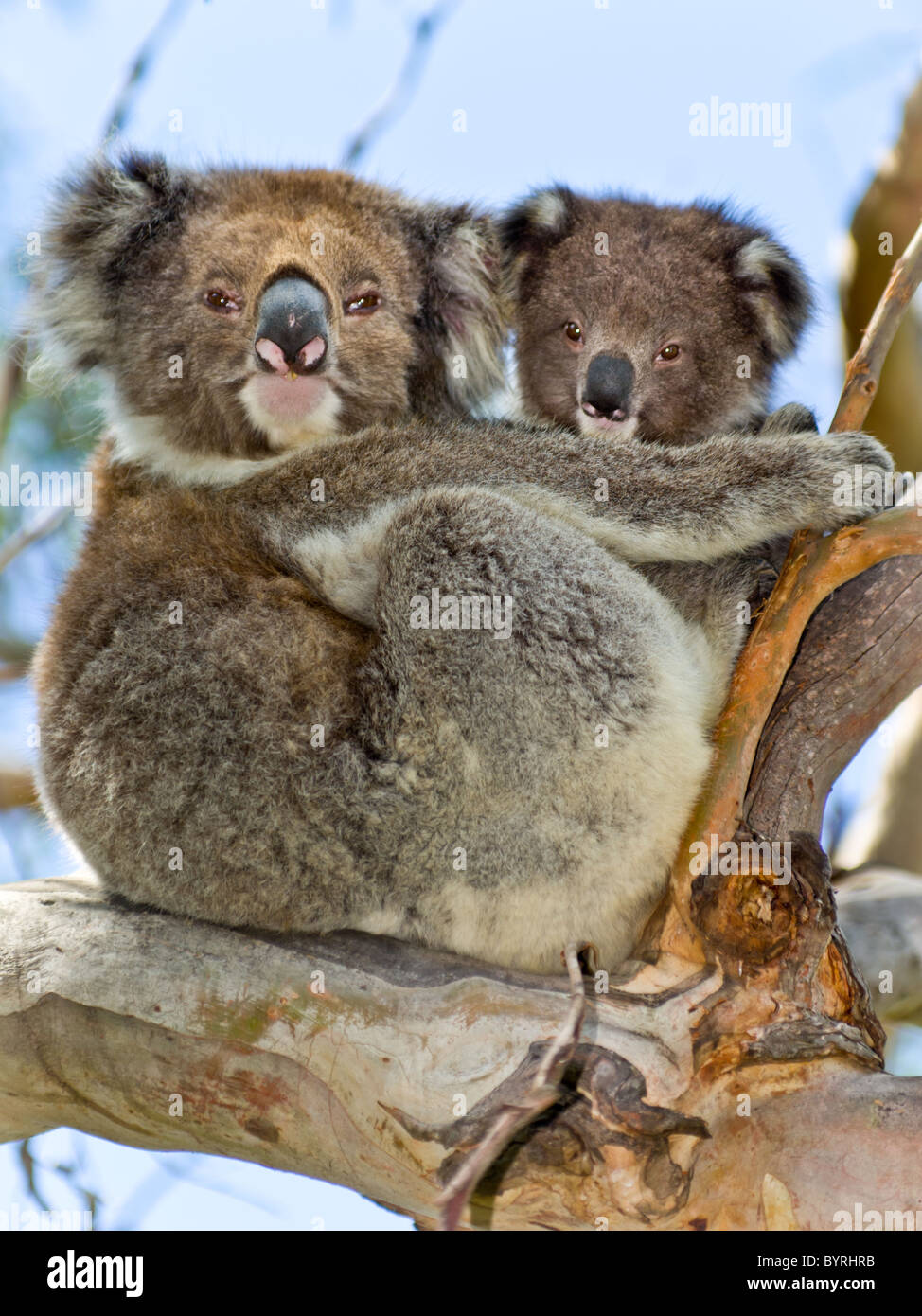 Koala baby hi-res stock photography and images - Alamy