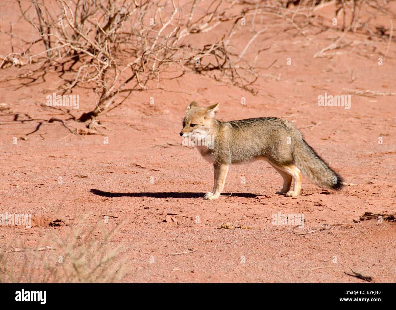 The desert fox hi-res stock photography and images - Alamy