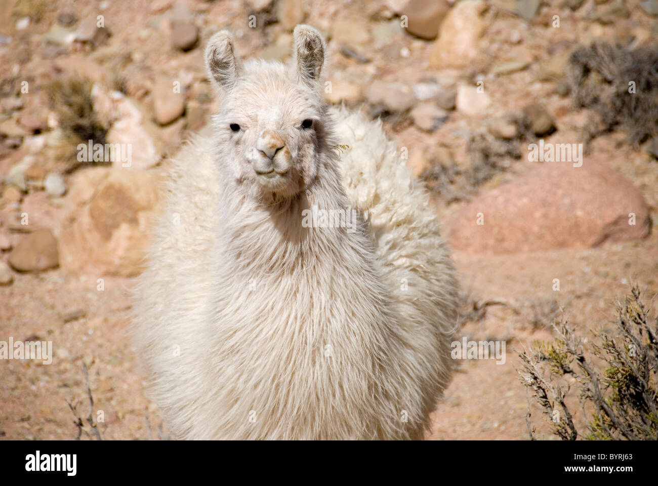 Camelid mammals hi-res stock photography and images - Alamy