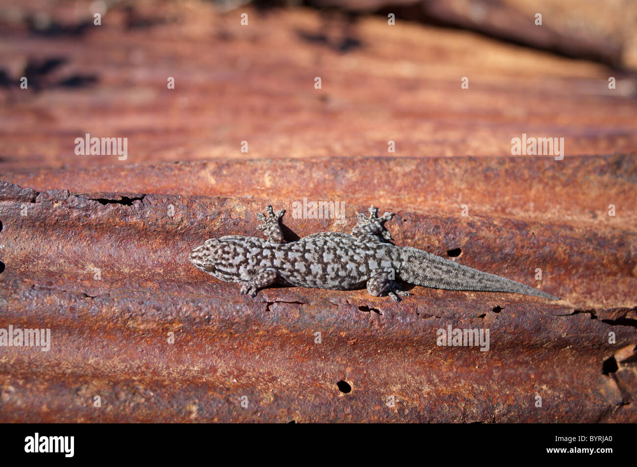 Gecko (Gehyra variegata Stock Photo - Alamy
