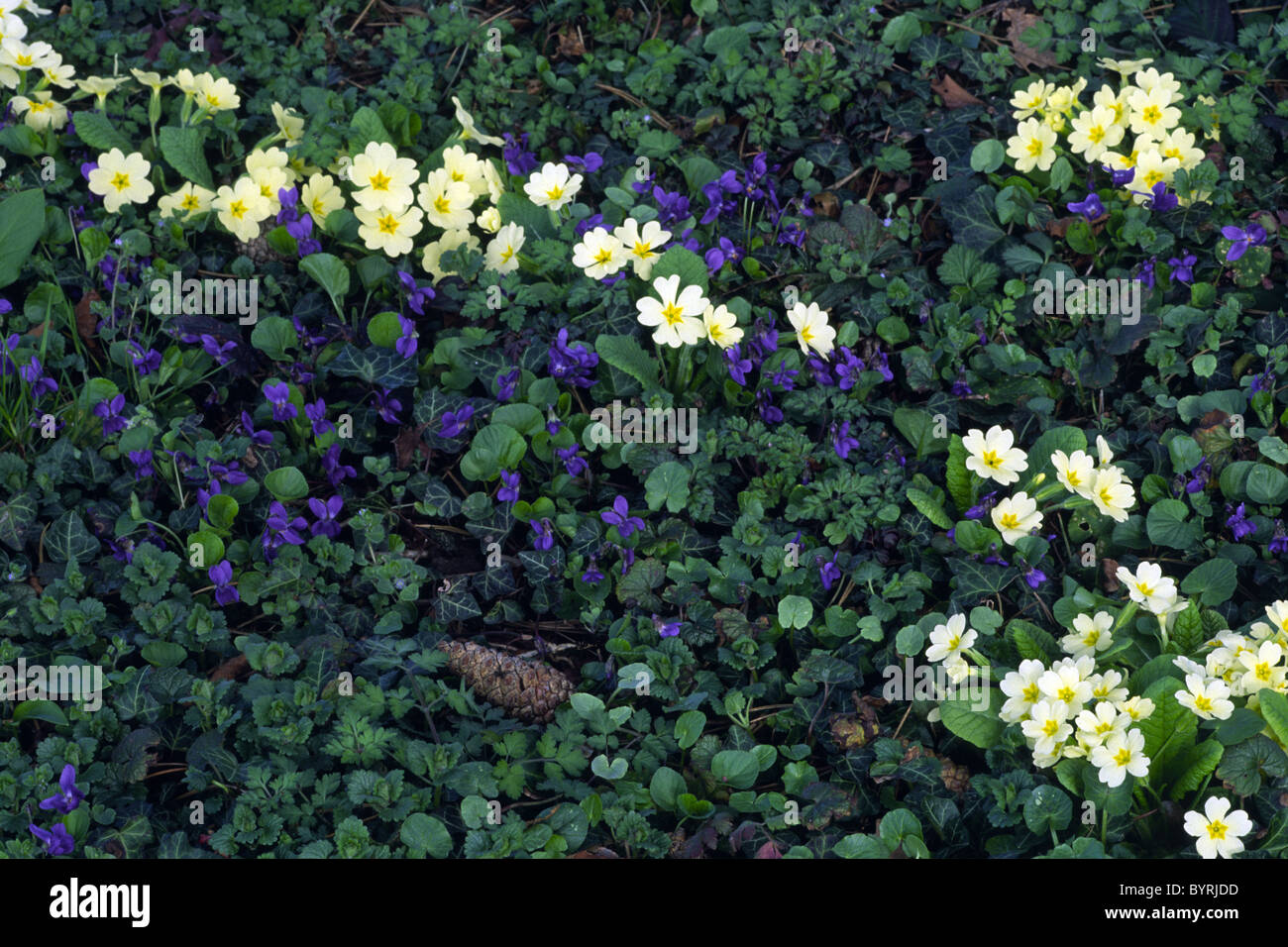 Violets Primroses High Resolution Stock Photography and Images - Alamy