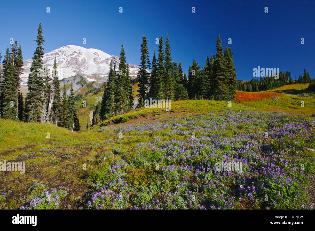wildflowers and trees with mount rainier against a blue sky in mt ...