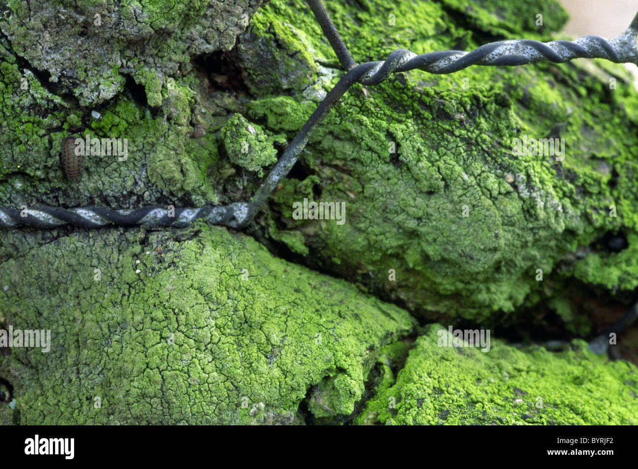 Chicken trap hi-res stock photography and images - Alamy