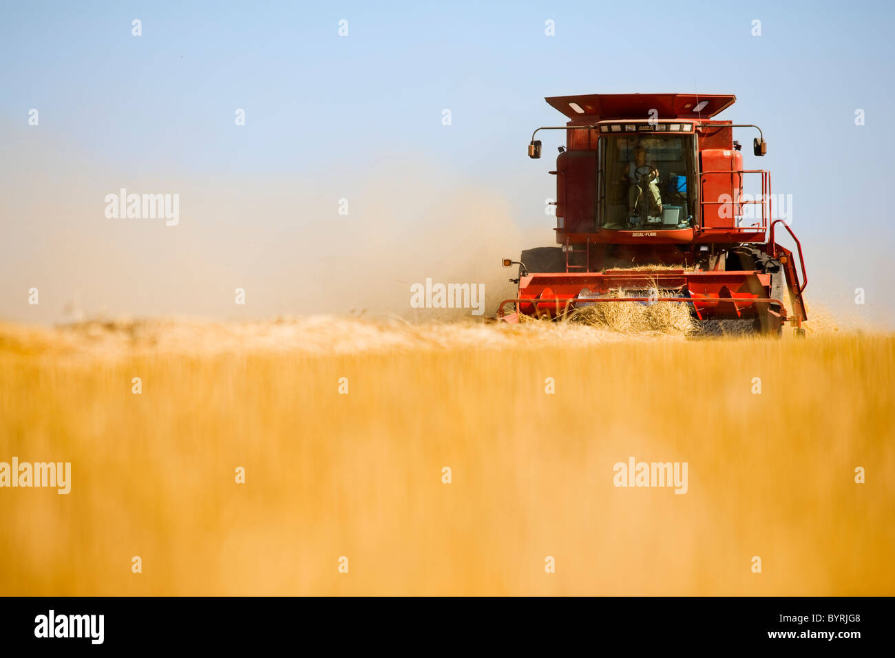 Swathed wheat hi-res stock photography and images - Alamy