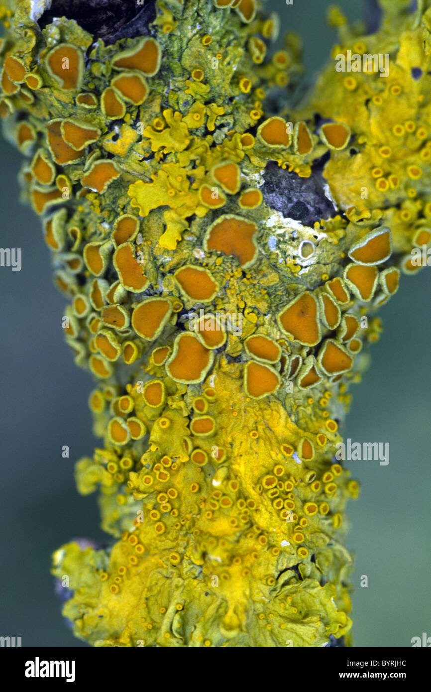 Lichen growing on an Apple tree branch Stock Photo - Alamy