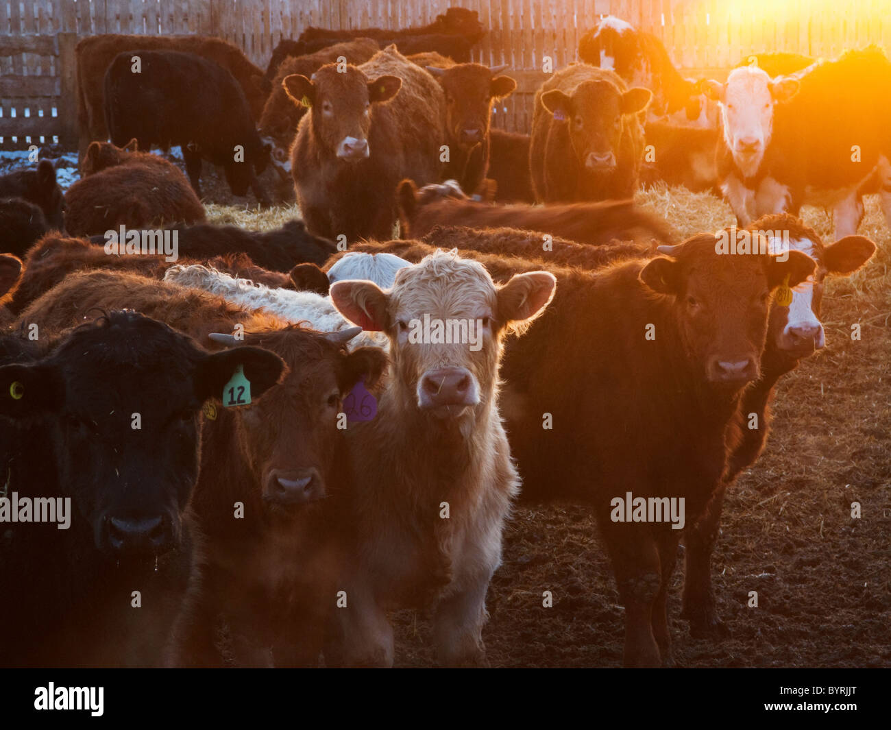 Bovine breeds hi-res stock photography and images - Alamy