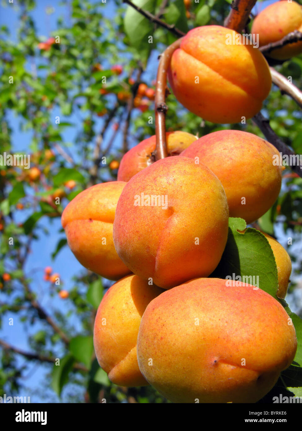 Ripe apricots on a tree branch Stock Photo - Alamy