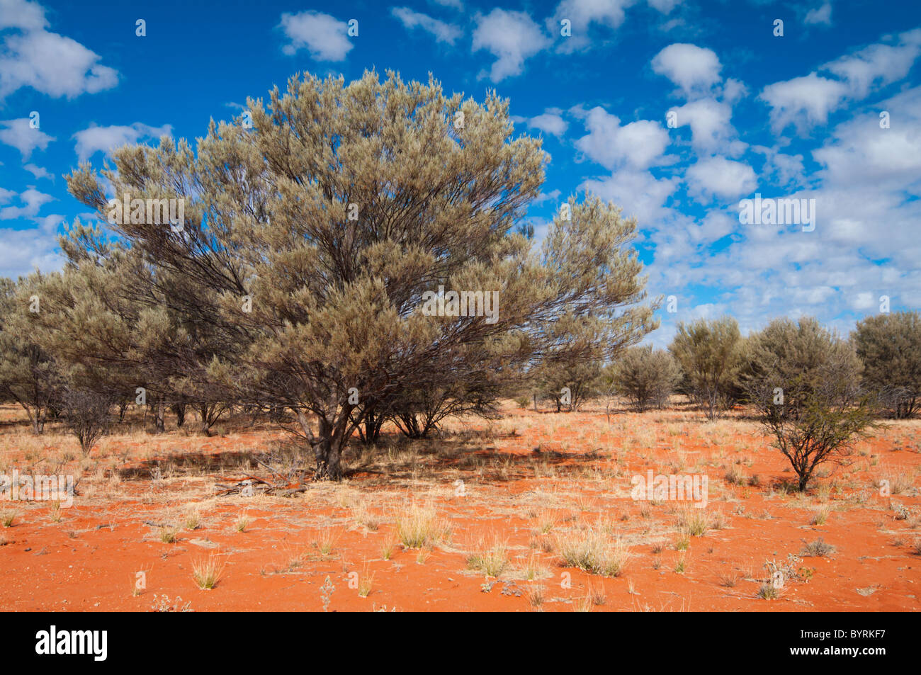 Mulga Tree Wedding