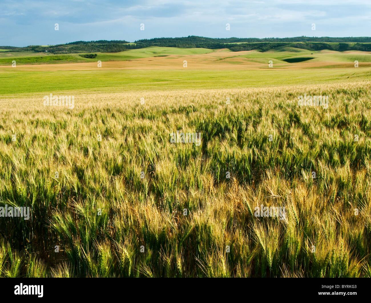 Maturing wheat crop hi-res stock photography and images - Alamy