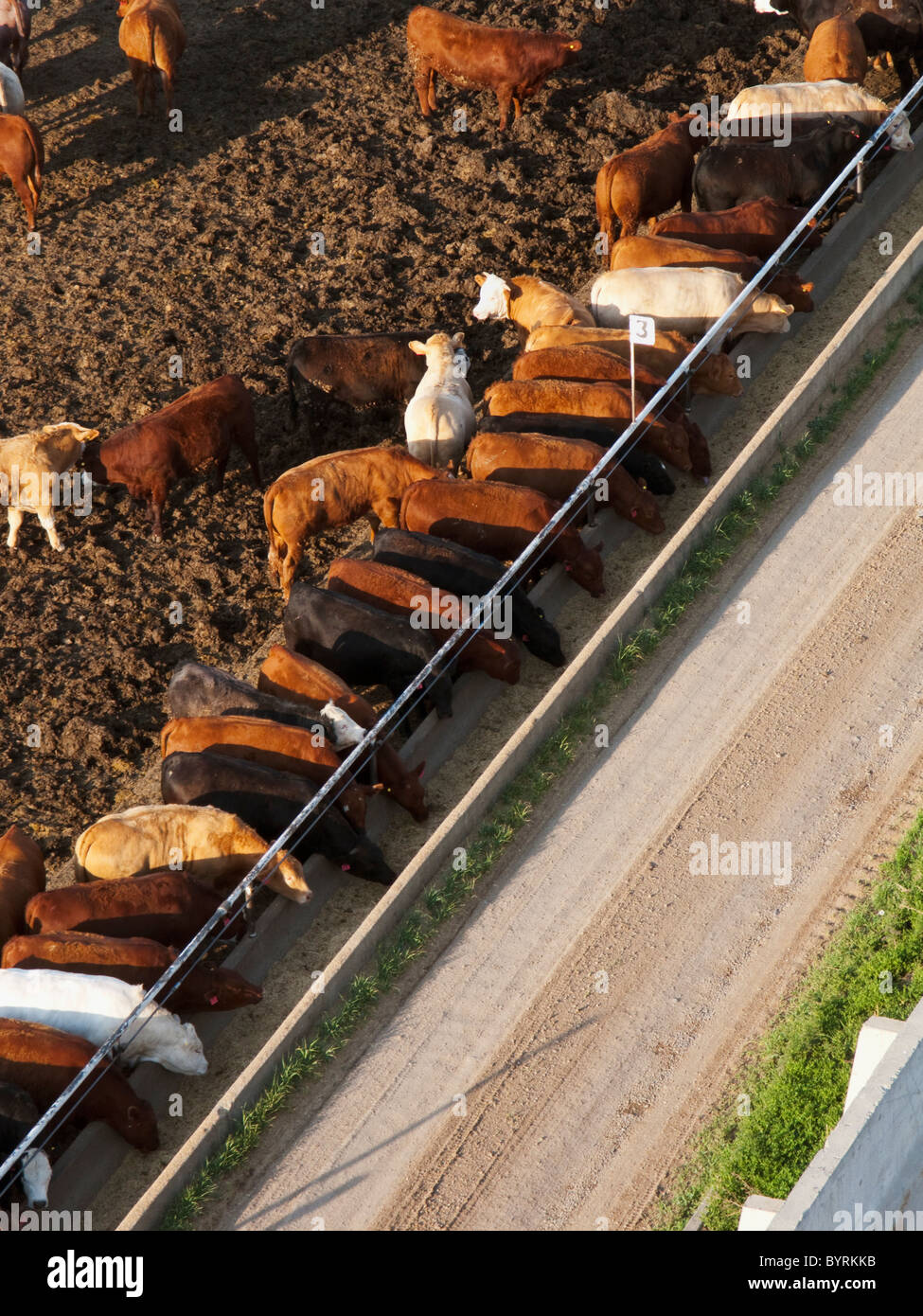 Livestock Crossbred Beef Cattle Feed Stock Photos & Livestock Crossbred ...