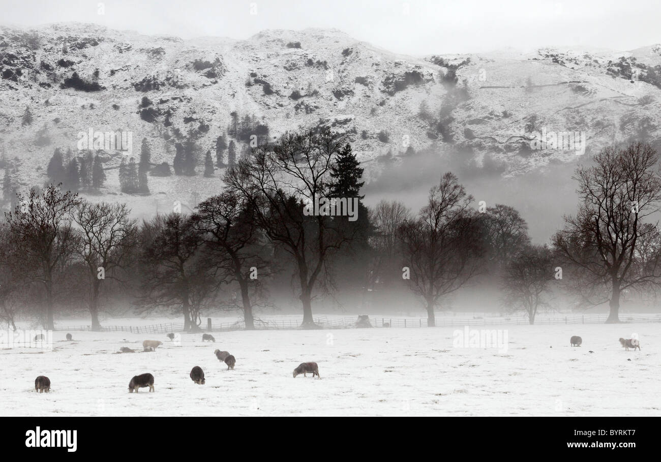 Sheep grazing in snow covered field, "Lake District" "National Park ...