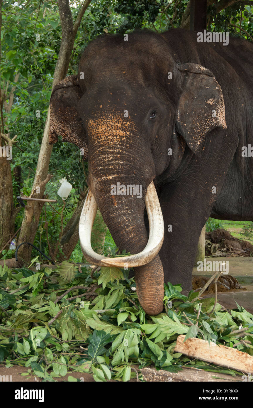 Sri Lanka, Pinnawala Elephant Orphanage. Large blind male elephant ...