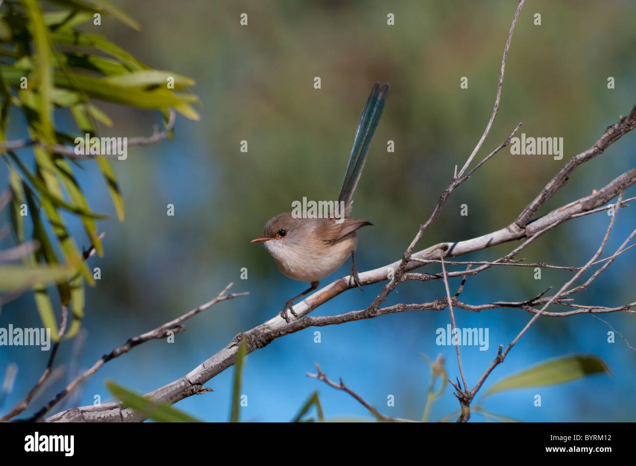 Female White-winged Fairywren (Malurus leucopterus Stock Photo - Alamy
