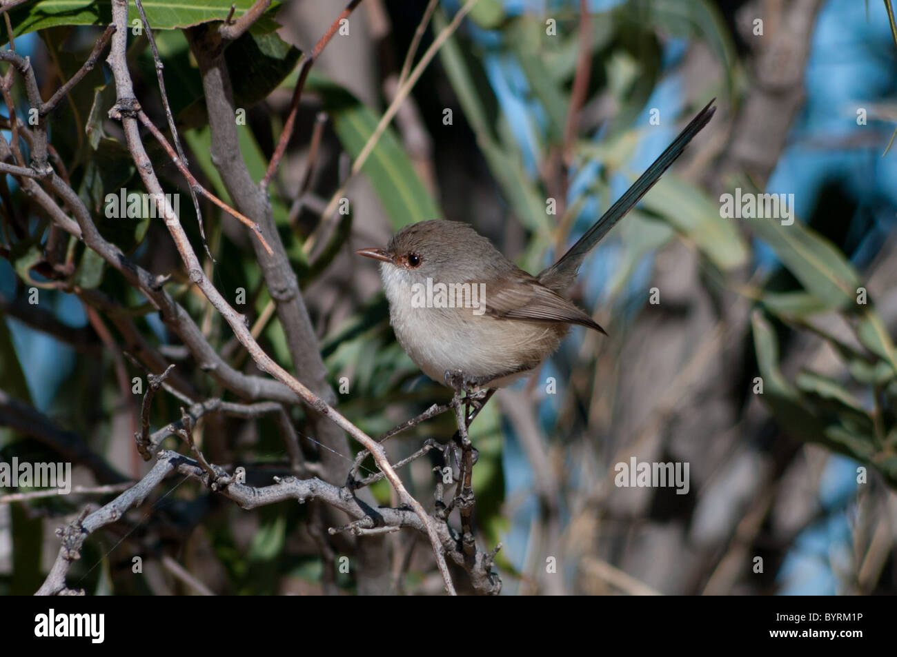 Female White-winged Fairywren (Malurus leucopterus Stock Photo - Alamy
