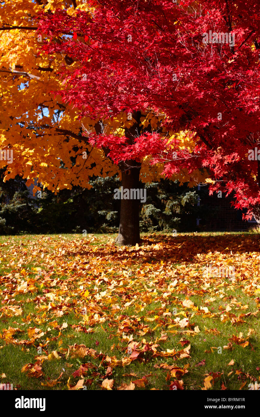 Red and yellow fall foliage Stock Photo - Alamy