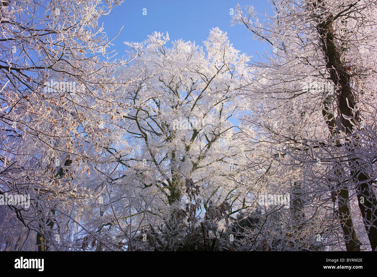 Radiation frost hi-res stock photography and images - Alamy