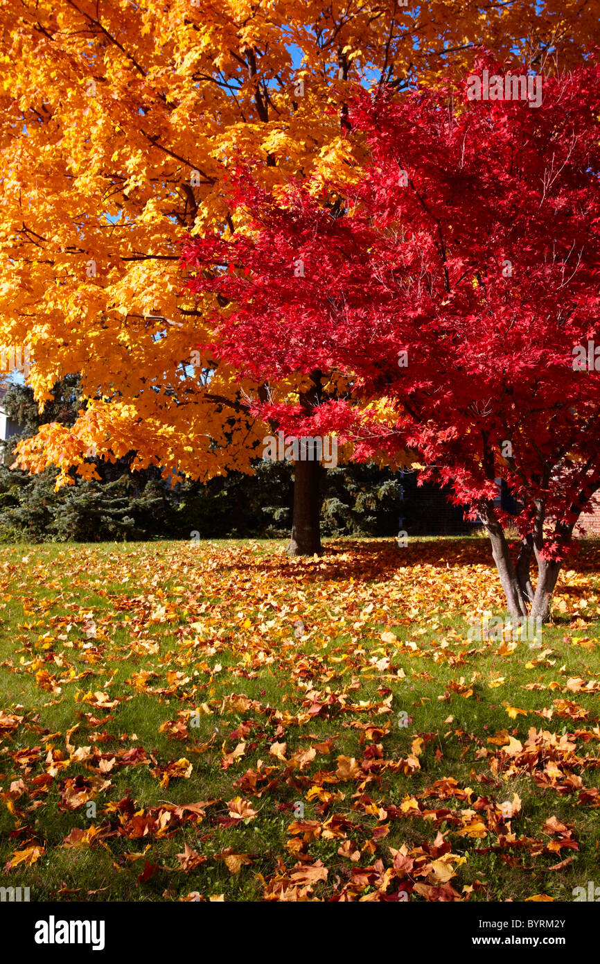 Fall trees with red hi-res stock photography and images - Alamy