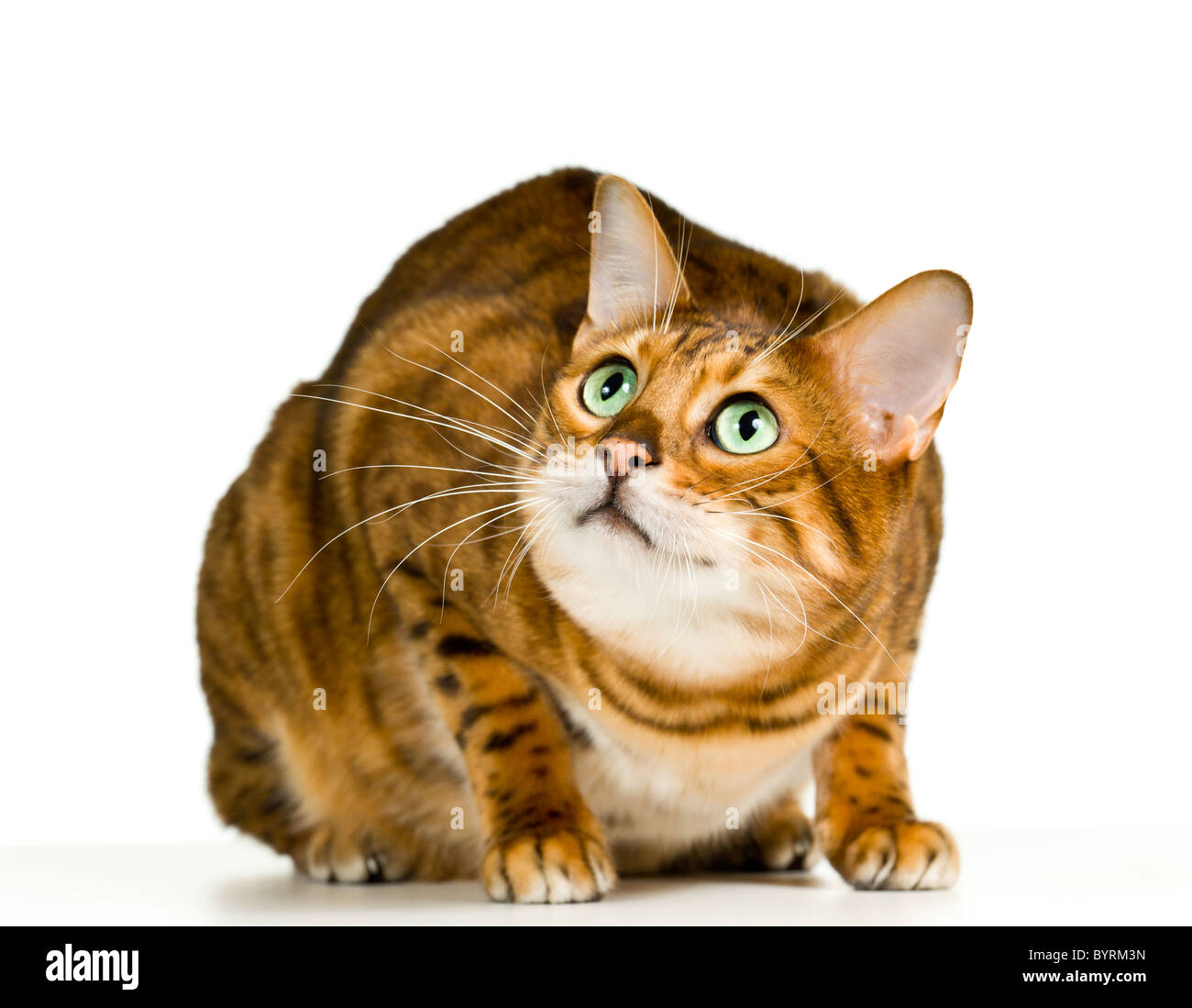Pounce cat hi-res stock photography and images - Alamy