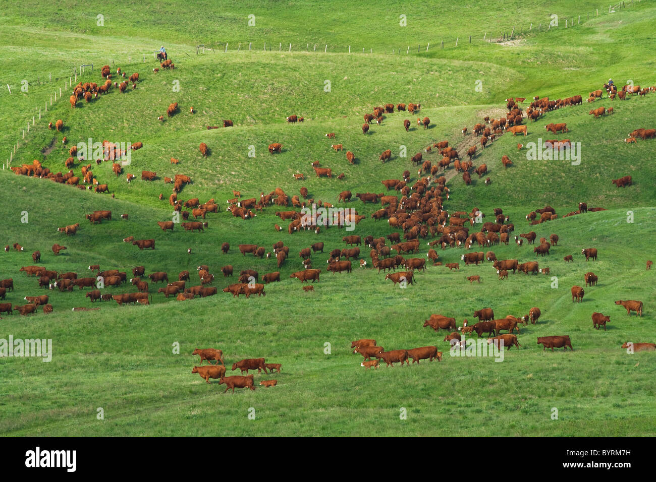 Stocker ranch hi-res stock photography and images - Alamy