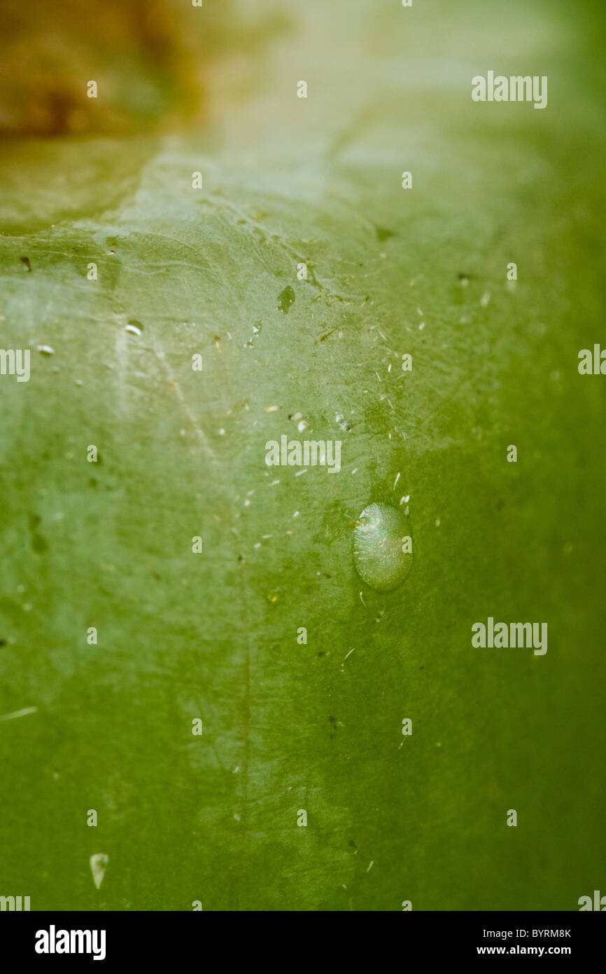 Agriculture - European Grapevine Moth (Lobesia botrana) eggs on the ...