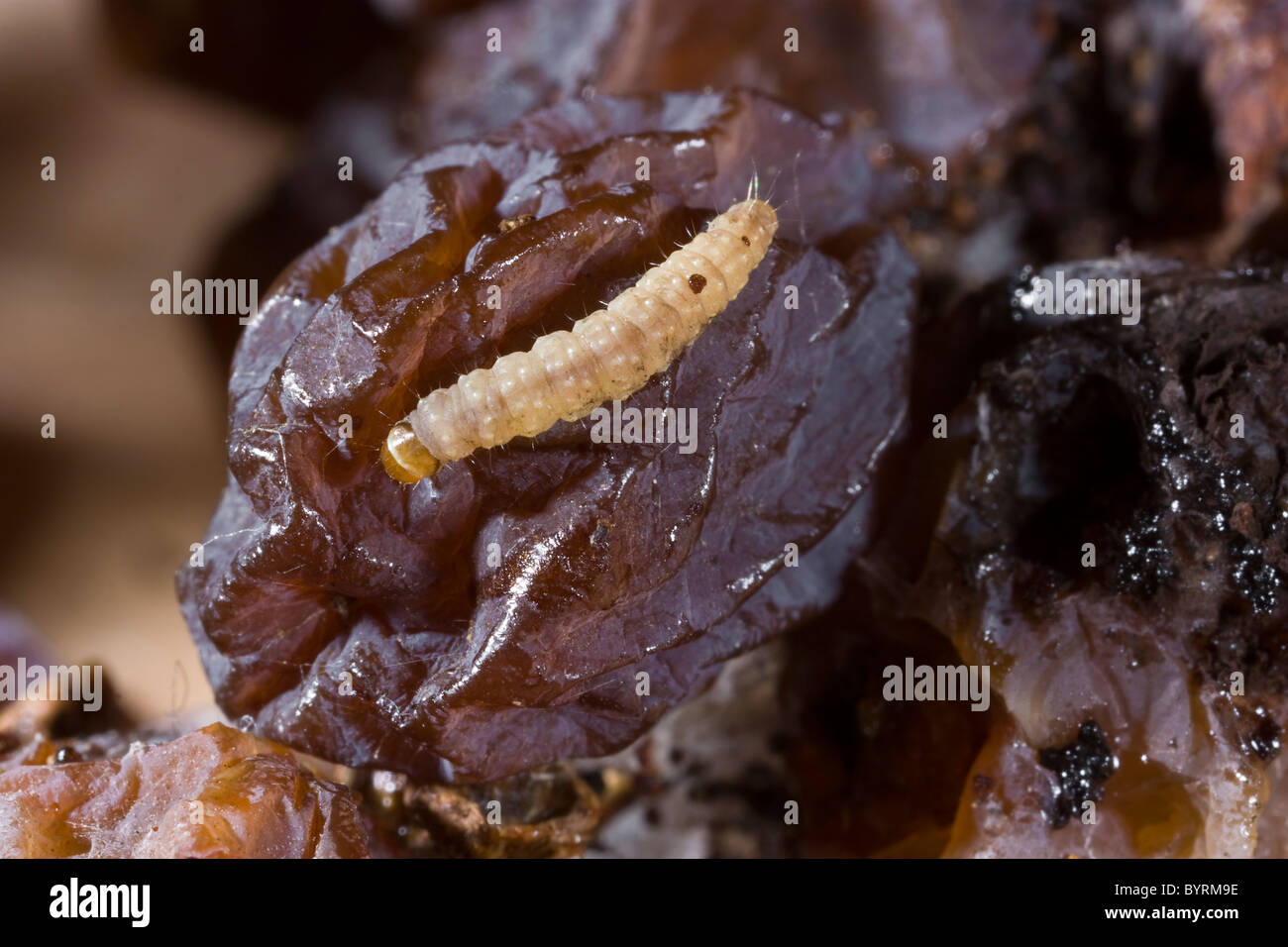 Larva of a moth hi-res stock photography and images - Alamy