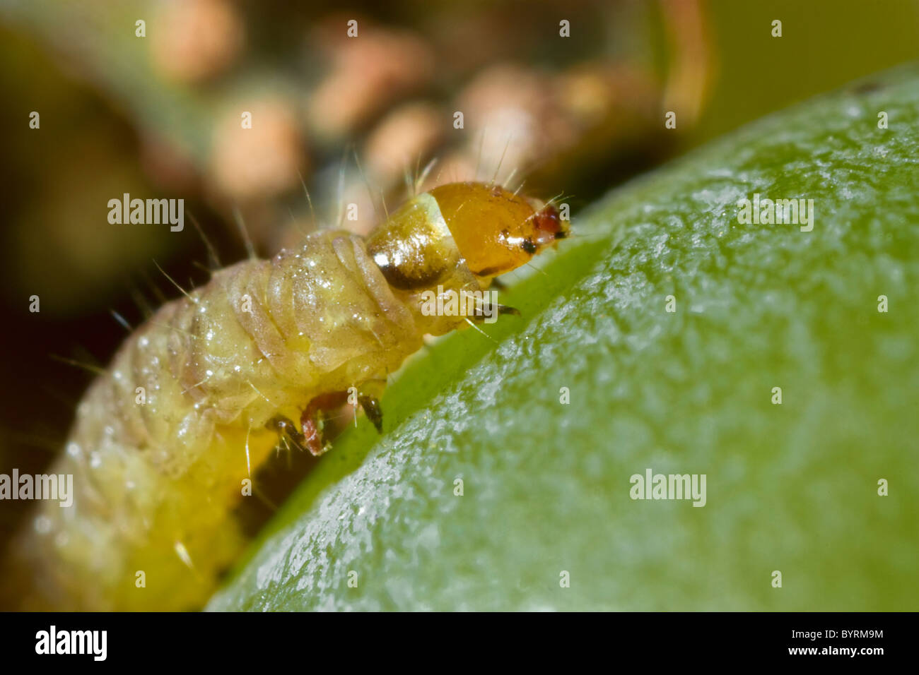 Pests Grape High Resolution Stock Photography and Images - Alamy