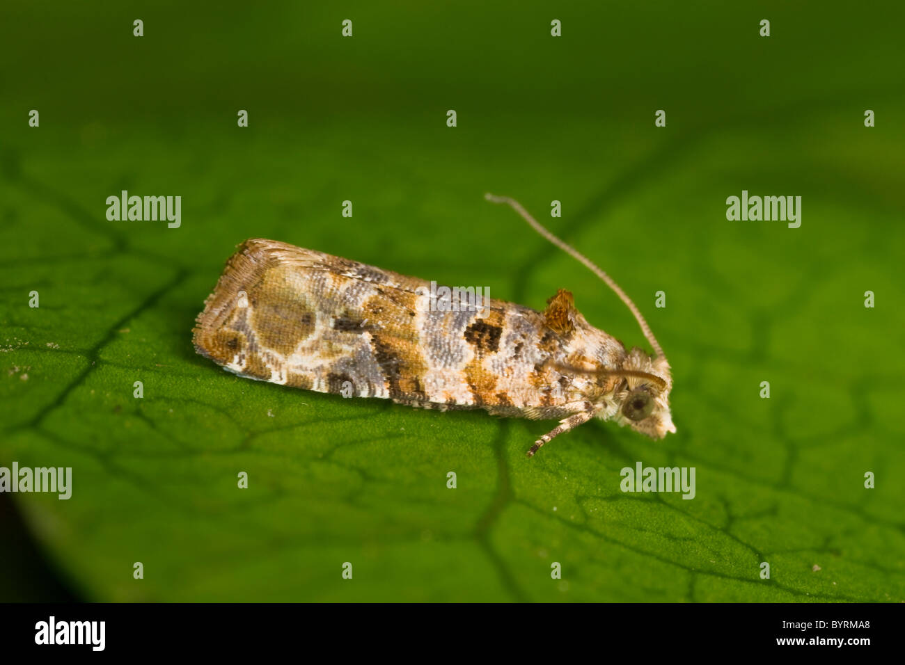 Lobesia botrana vine hi-res stock photography and images - Alamy