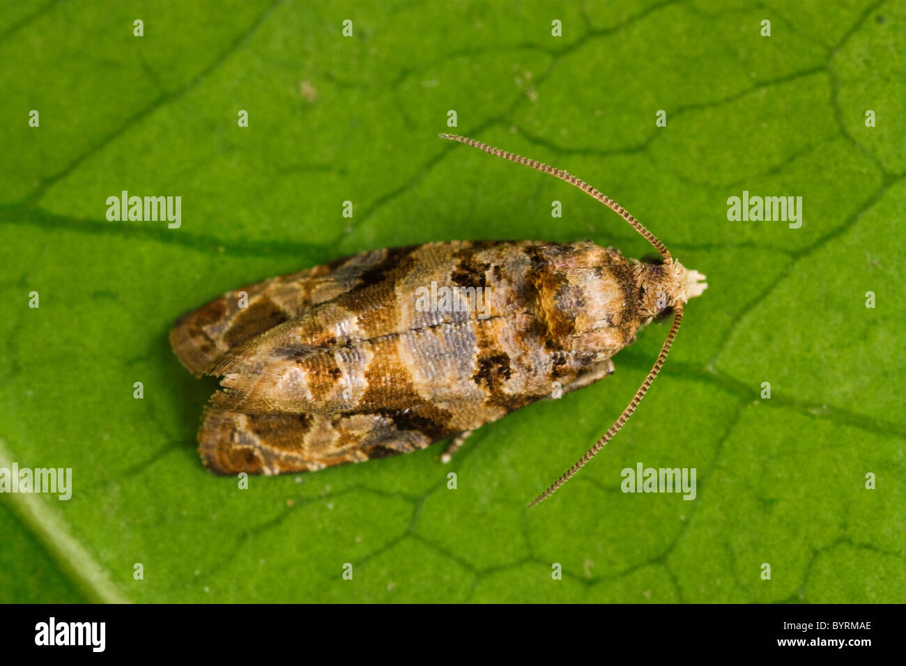 Agriculture european grapevine moth lobesia hi-res stock photography ...