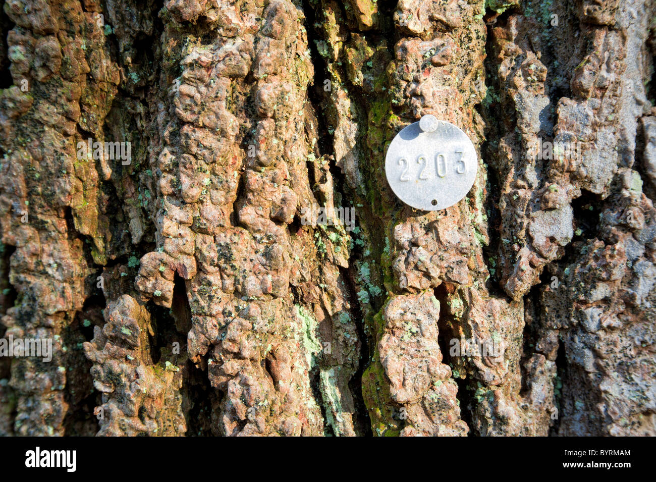 Aluminium aluminum tree tag on oak bark Stock Photo - Alamy