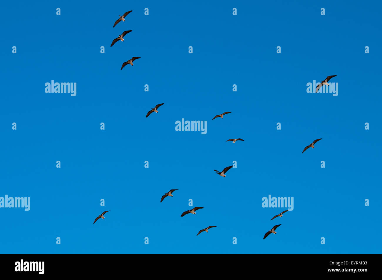 Flock of Straw-necked Ibis (Threskiornis spinicollis) in flight Stock ...
