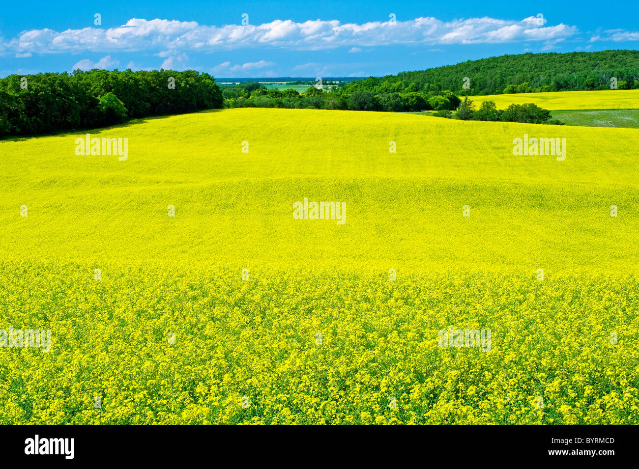Agriculture - Rolling bloom stage mid growth canola field / Tiger Hills ...