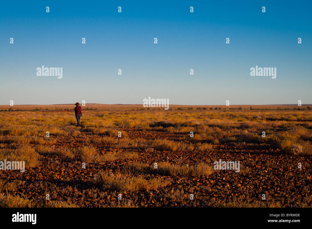 Mitchell Grass High Resolution Stock Photography and Images - Alamy