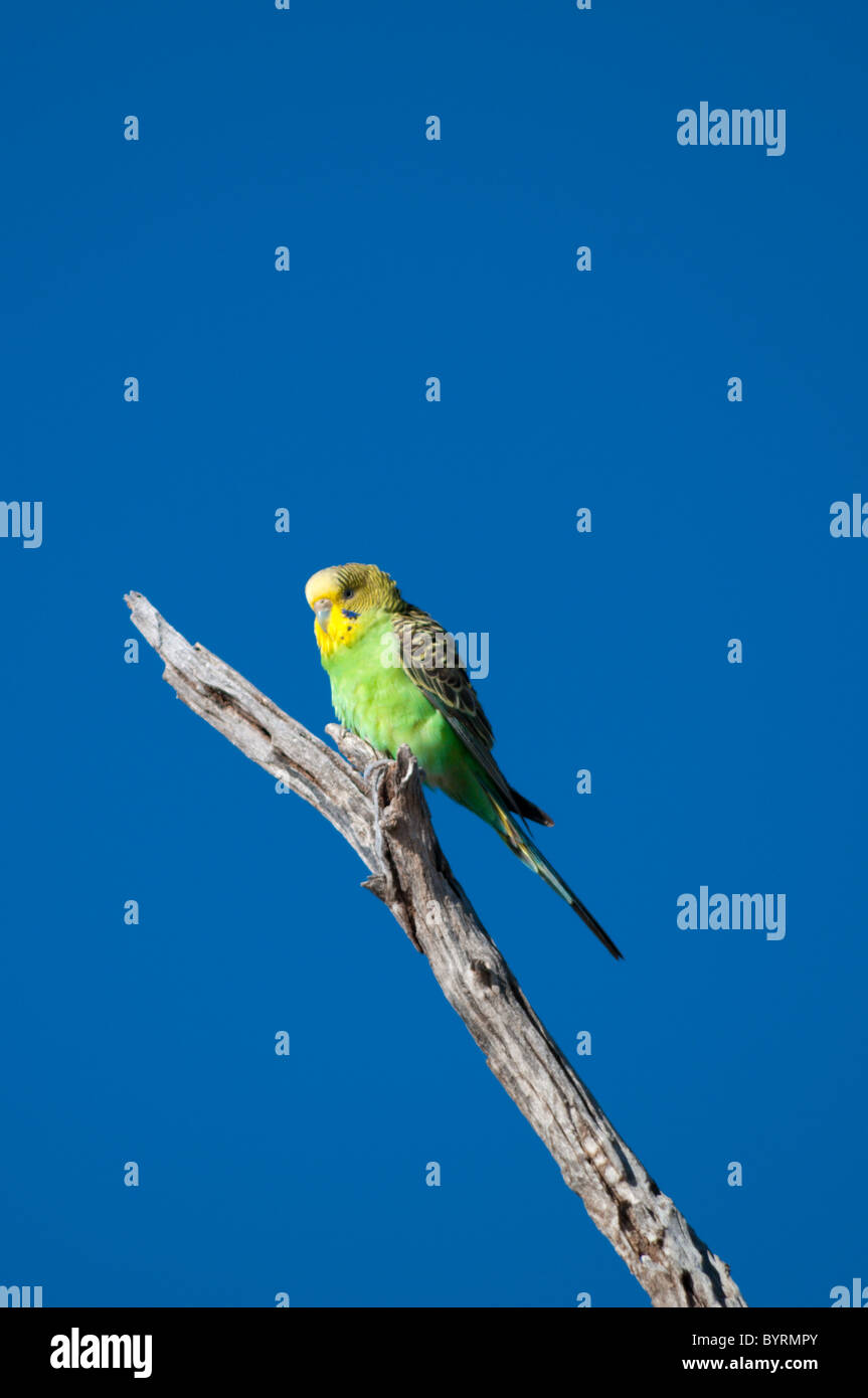 Budgerigar hi-res stock photography and images - Alamy