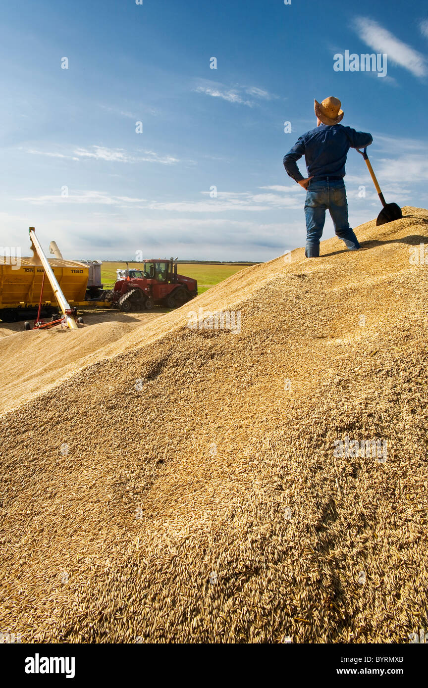 A farmer stands atop a large pile of stockpiled oats that are being ...