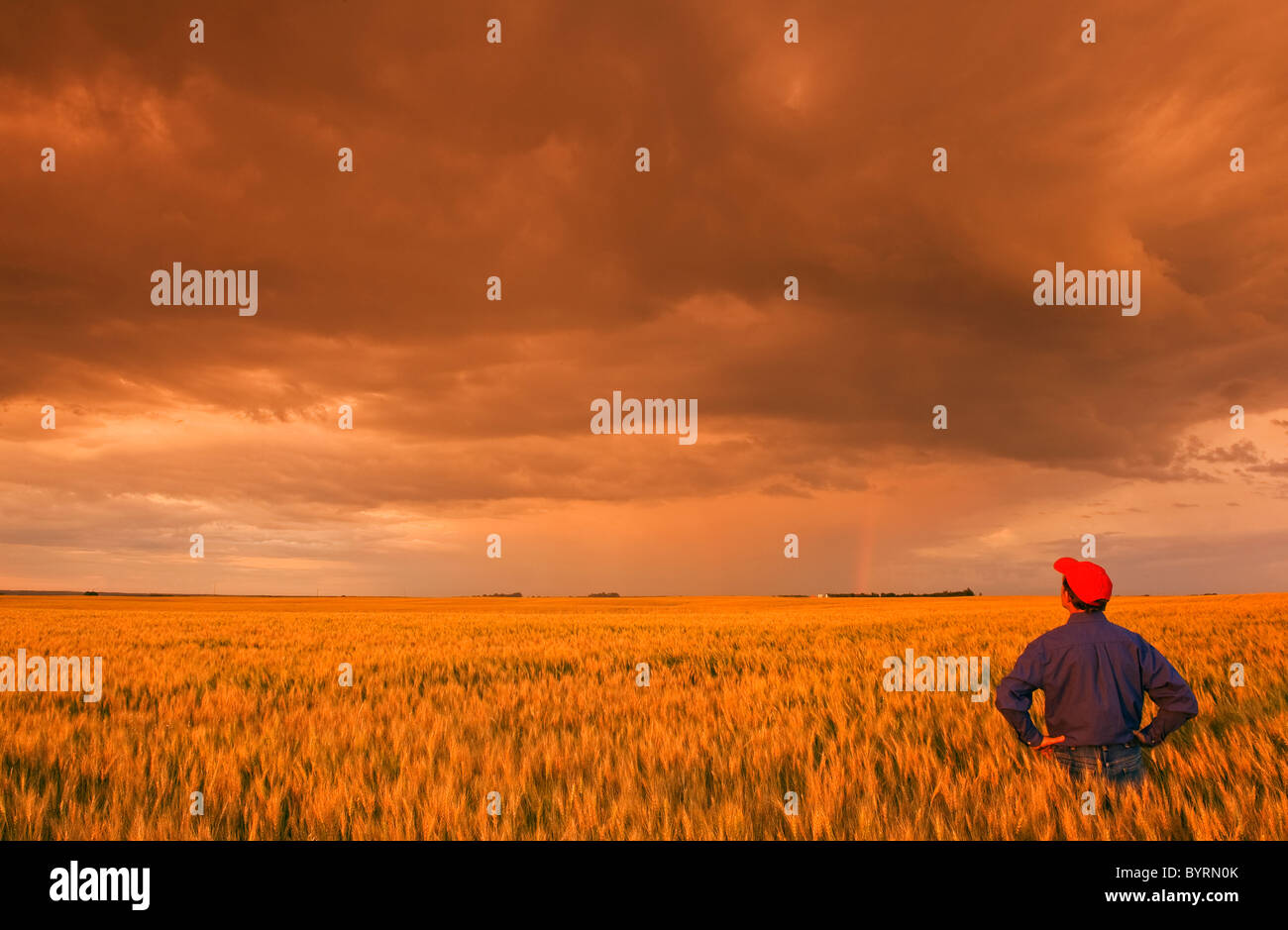 Mature Wheat Field Stock Photos & Mature Wheat Field Stock Images - Alamy