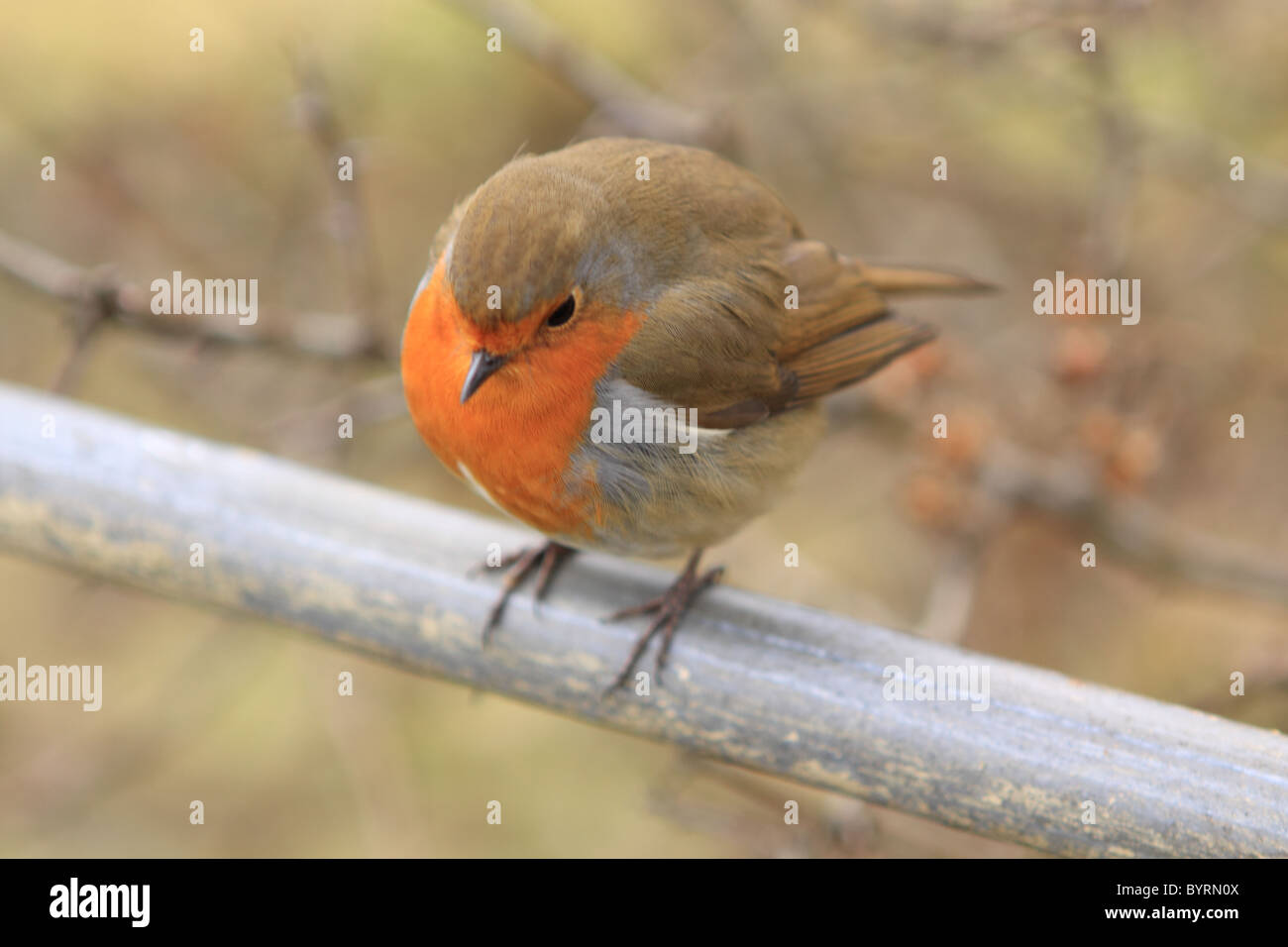 robin on handrail Stock Photo - Alamy