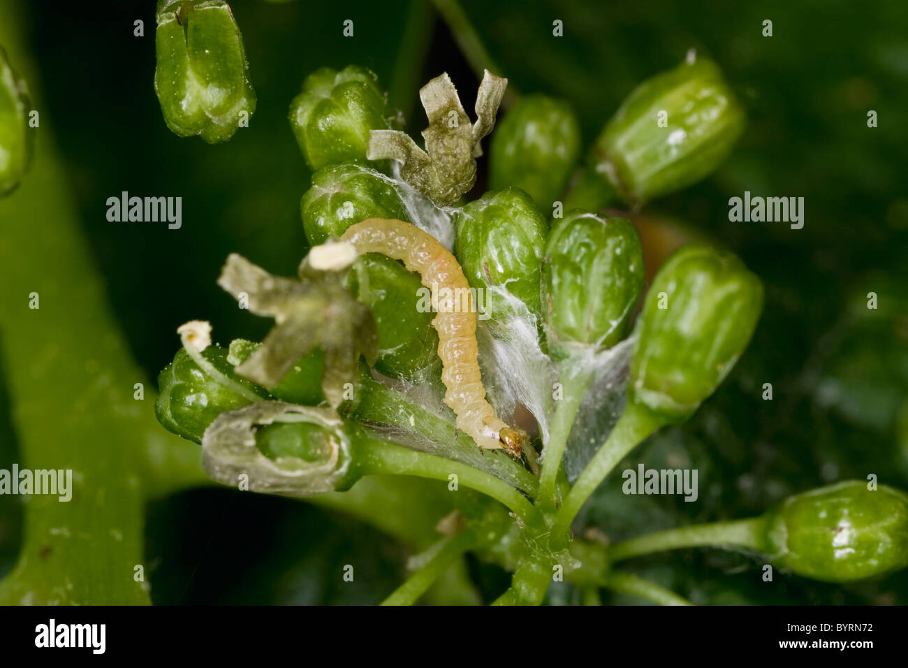 European Grapevine Moth (Lobesia botrana) young larva outside its nest ...