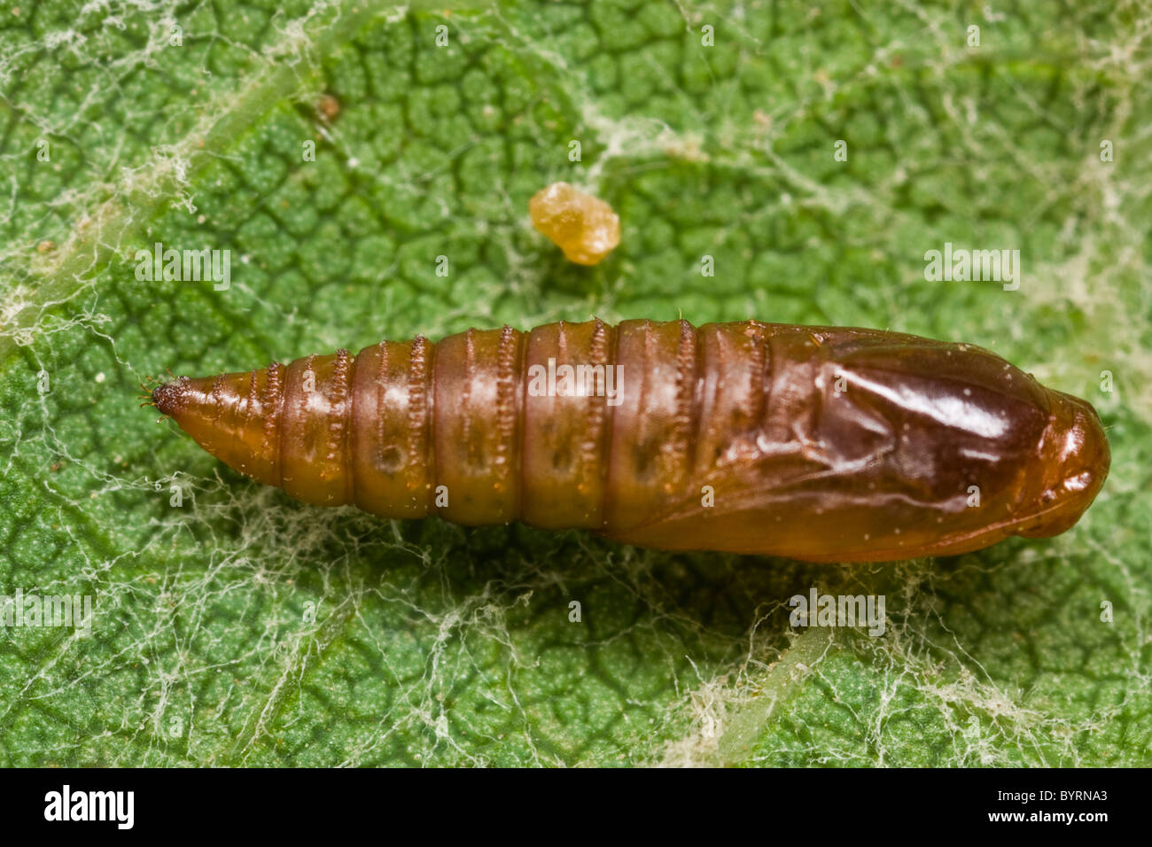 Pupa At A Leaf High Resolution Stock Photography and Images - Alamy