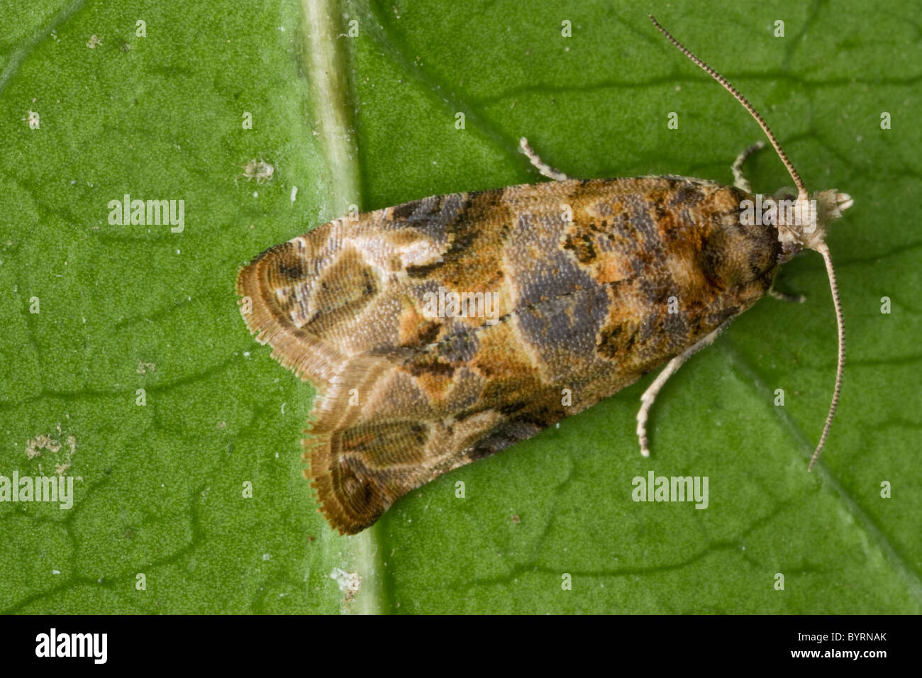 Adult moth hi-res stock photography and images - Alamy