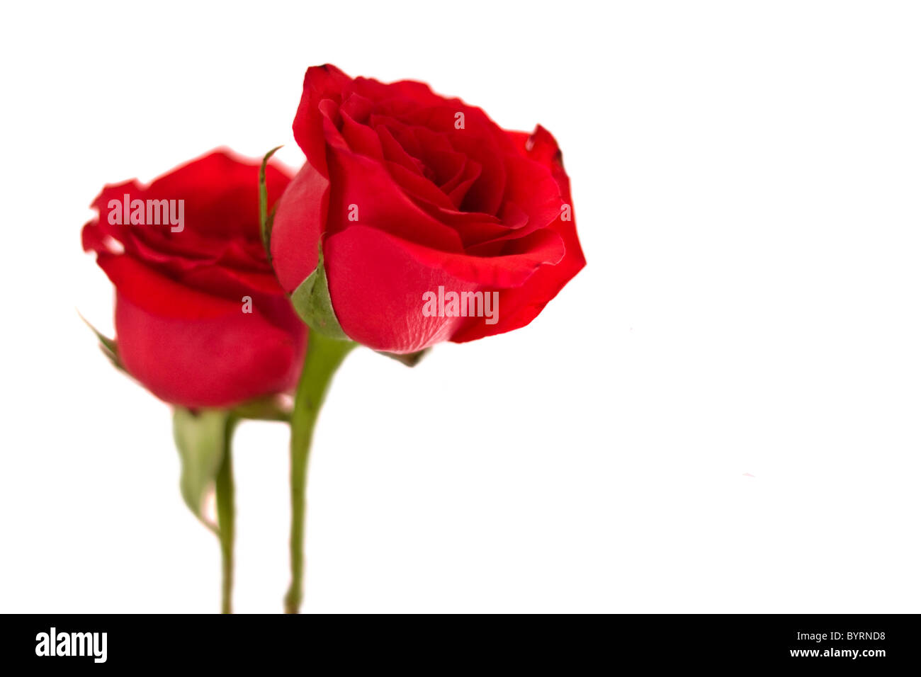 Two beautiful red roses isolated hi-res stock photography and images ...