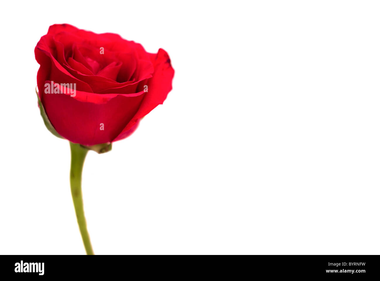 Two beautiful red roses isolated hi-res stock photography and images ...