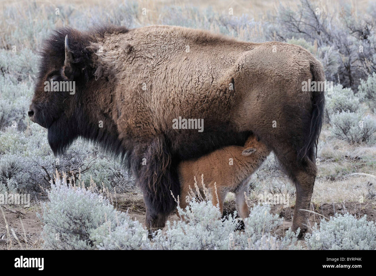 Cow and Calf Bison, Yellowstone National Park, Wyoming, Buffalo ...