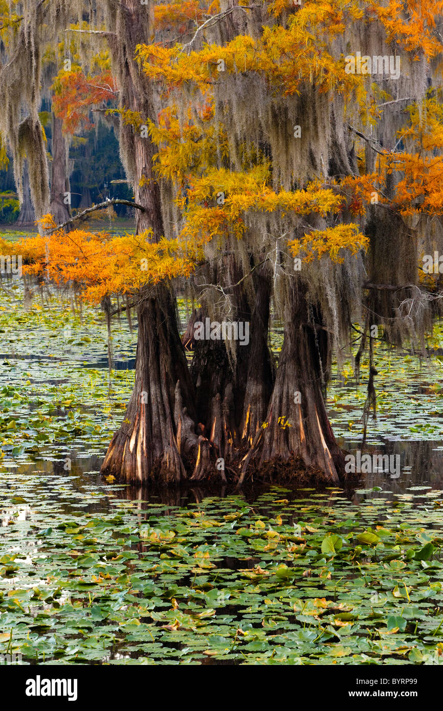 Bald cypress trees, Cypress Swamp, Caddo Lake, Texas and Louisiana, USA ...