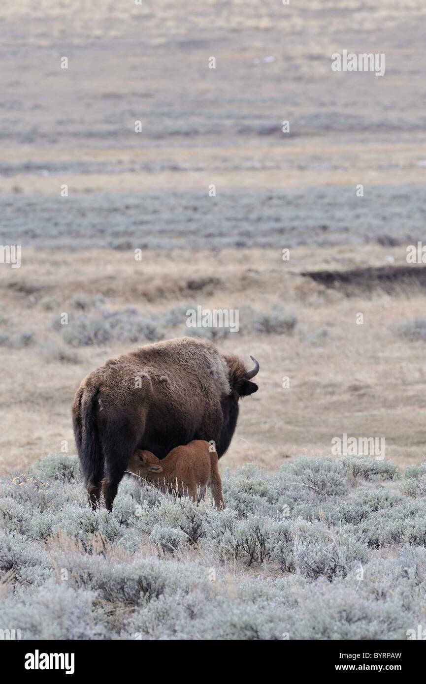 Cow and Calf Bison, Yellowstone National Park, Wyoming, Buffalo ...