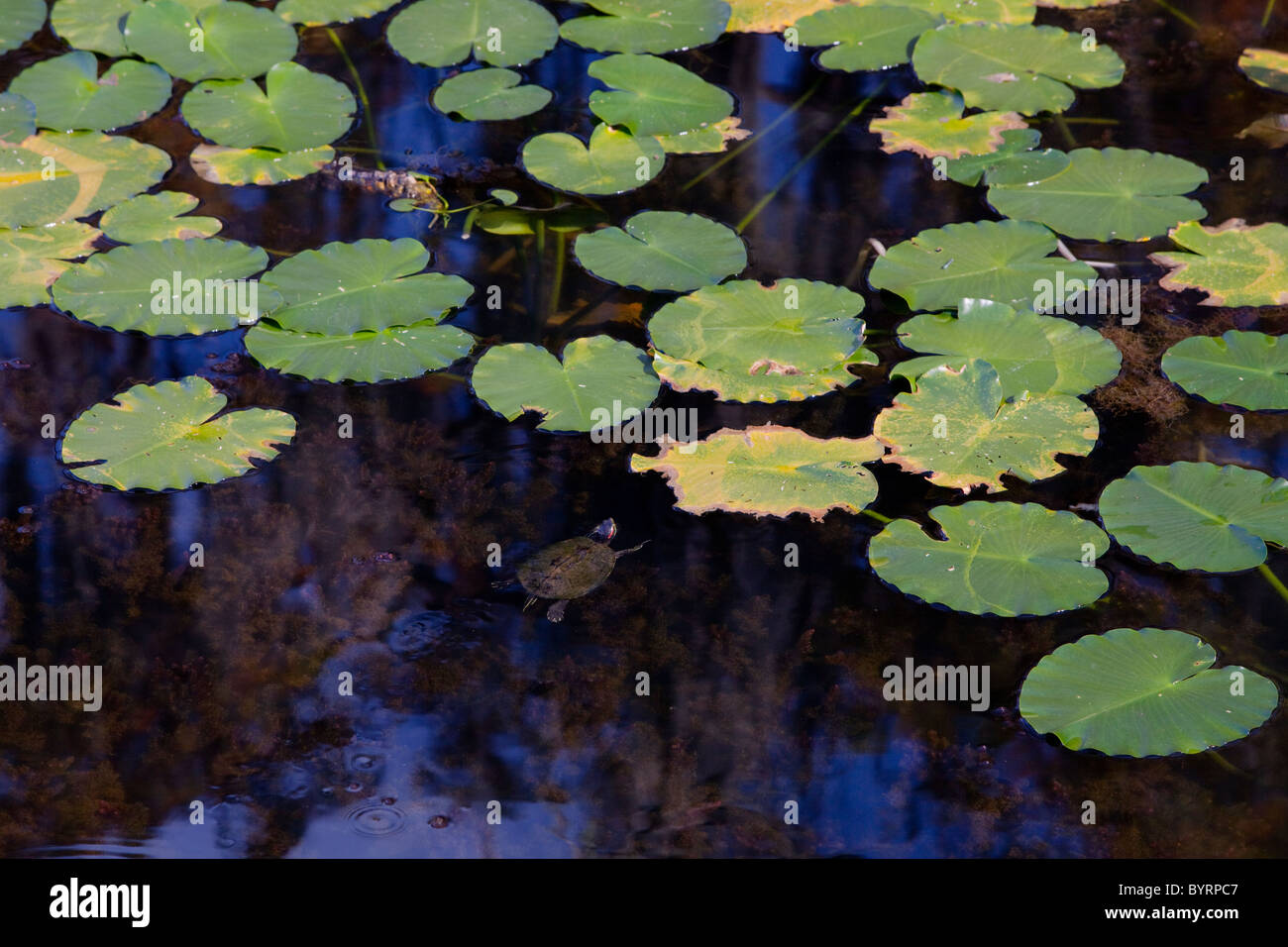Swamp Lily Pads