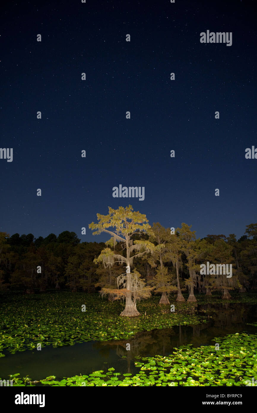 Bald cypress trees, Cypress Swamp, Caddo Lake, Texas and Louisiana, USA ...