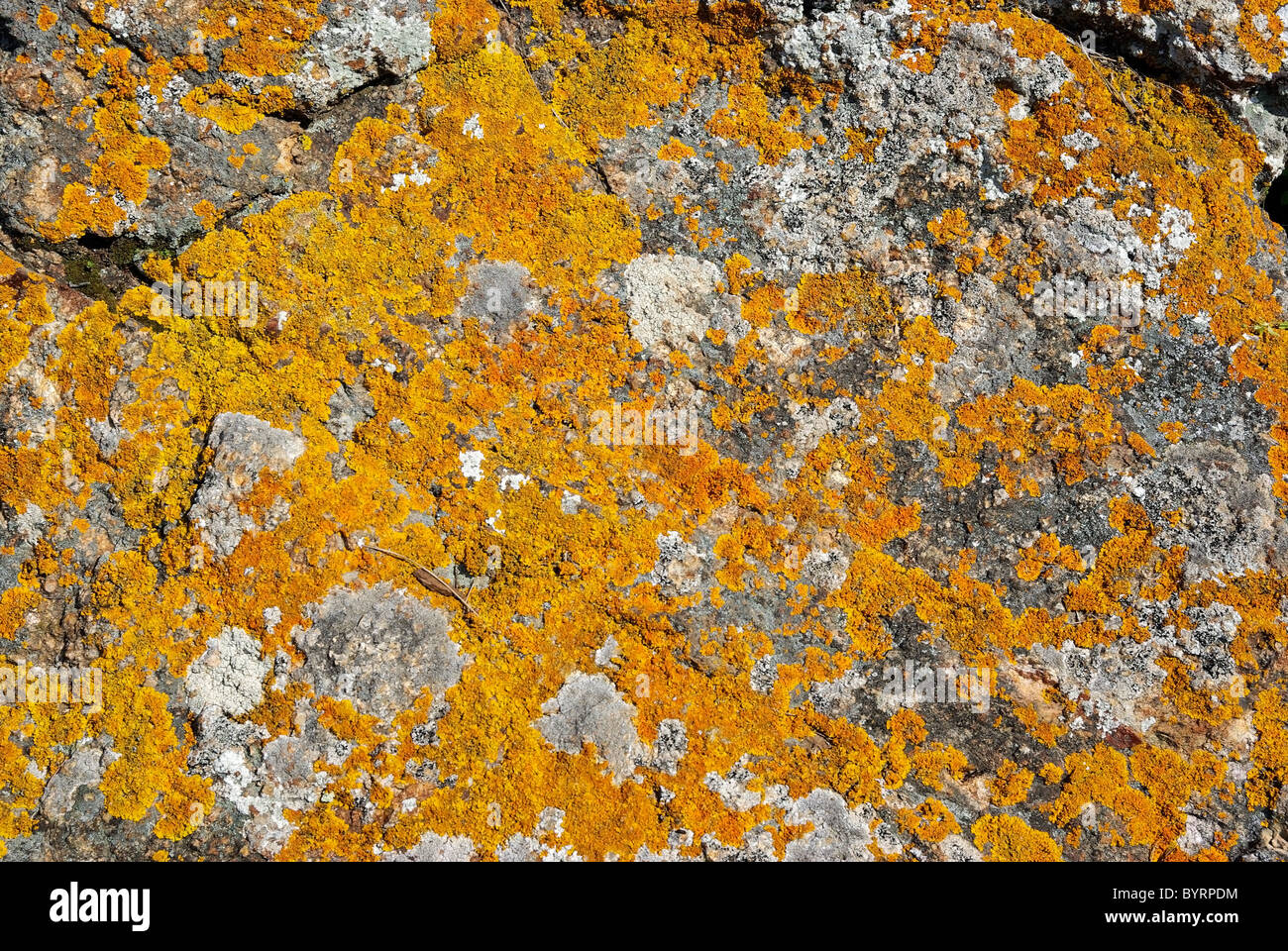 Orange lichen texture hi-res stock photography and images - Alamy